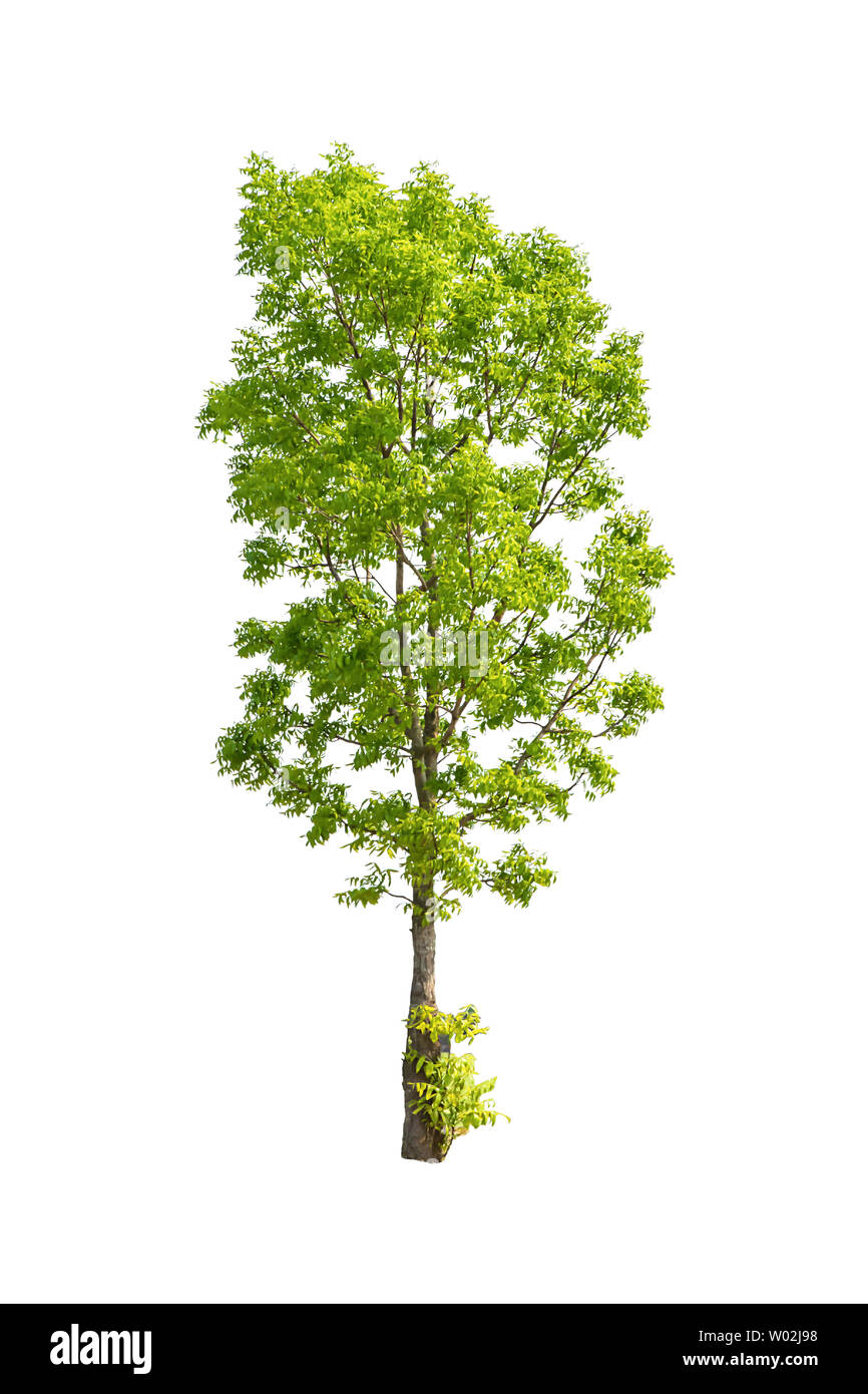 Isolated Bright green tree on a white background with clipping path ...