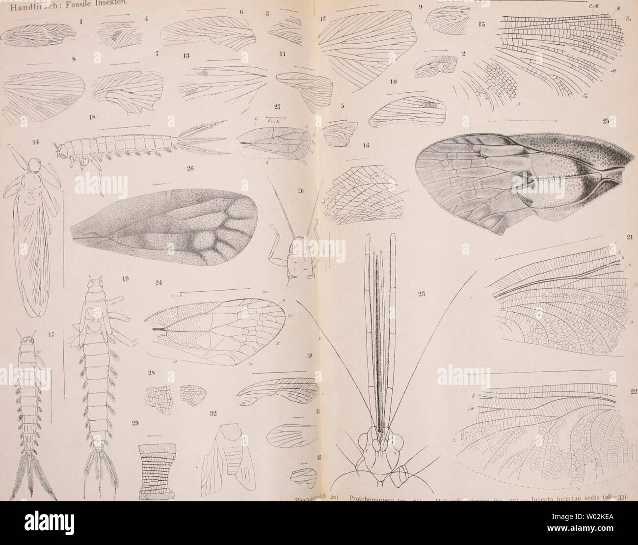 Protodonata hi-res stock photography and images - Alamy