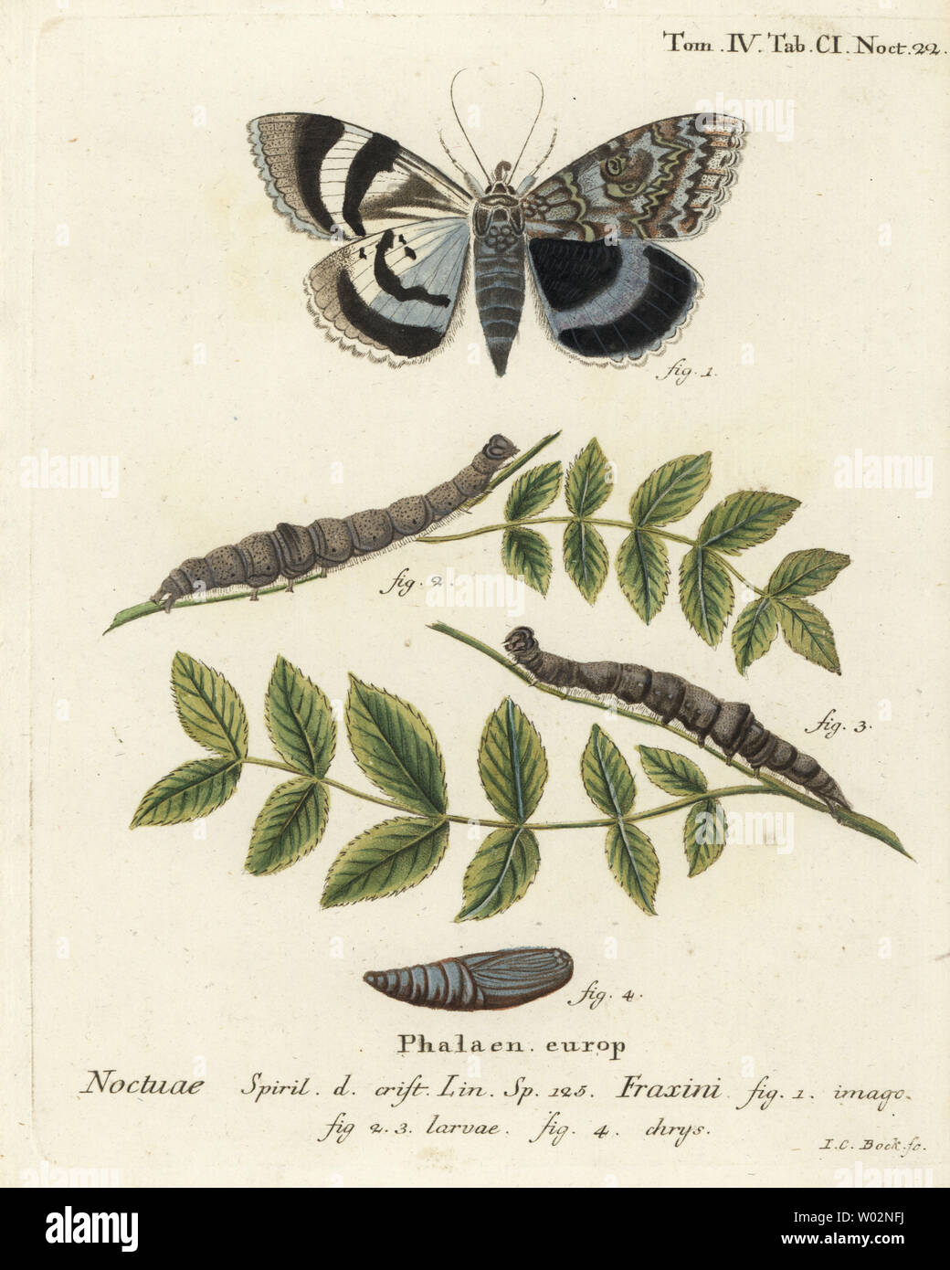 Blue underwing moth or Clifden nonpareil, Catocala fraxini ...