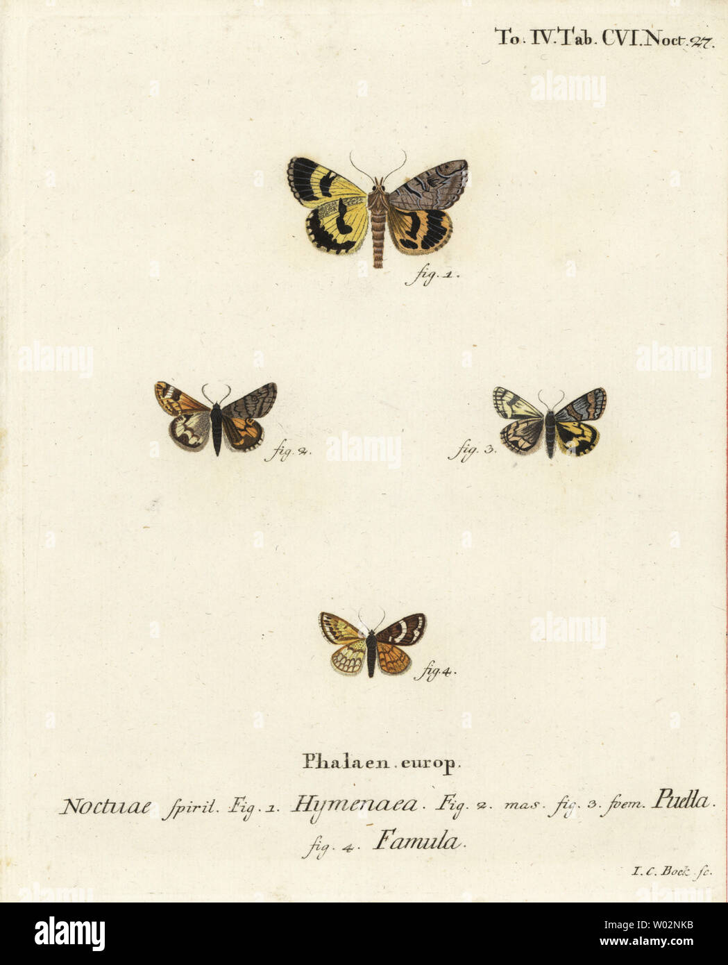 Isturgia famula moths hi-res stock photography and images - Alamy