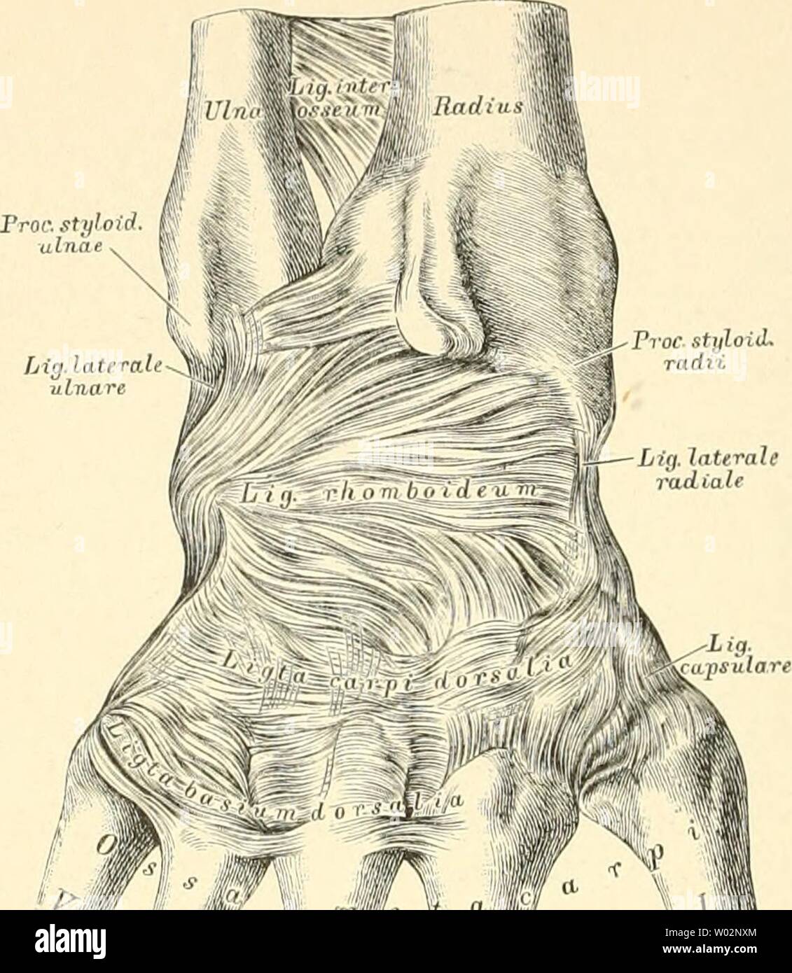 Processus styloideus radii hi-res stock photography and images - Alamy