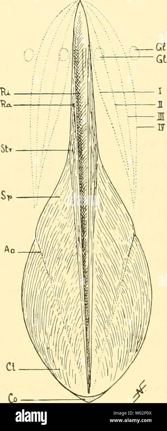 Teuthoidea High Resolution Stock Photography and Images - Alamy