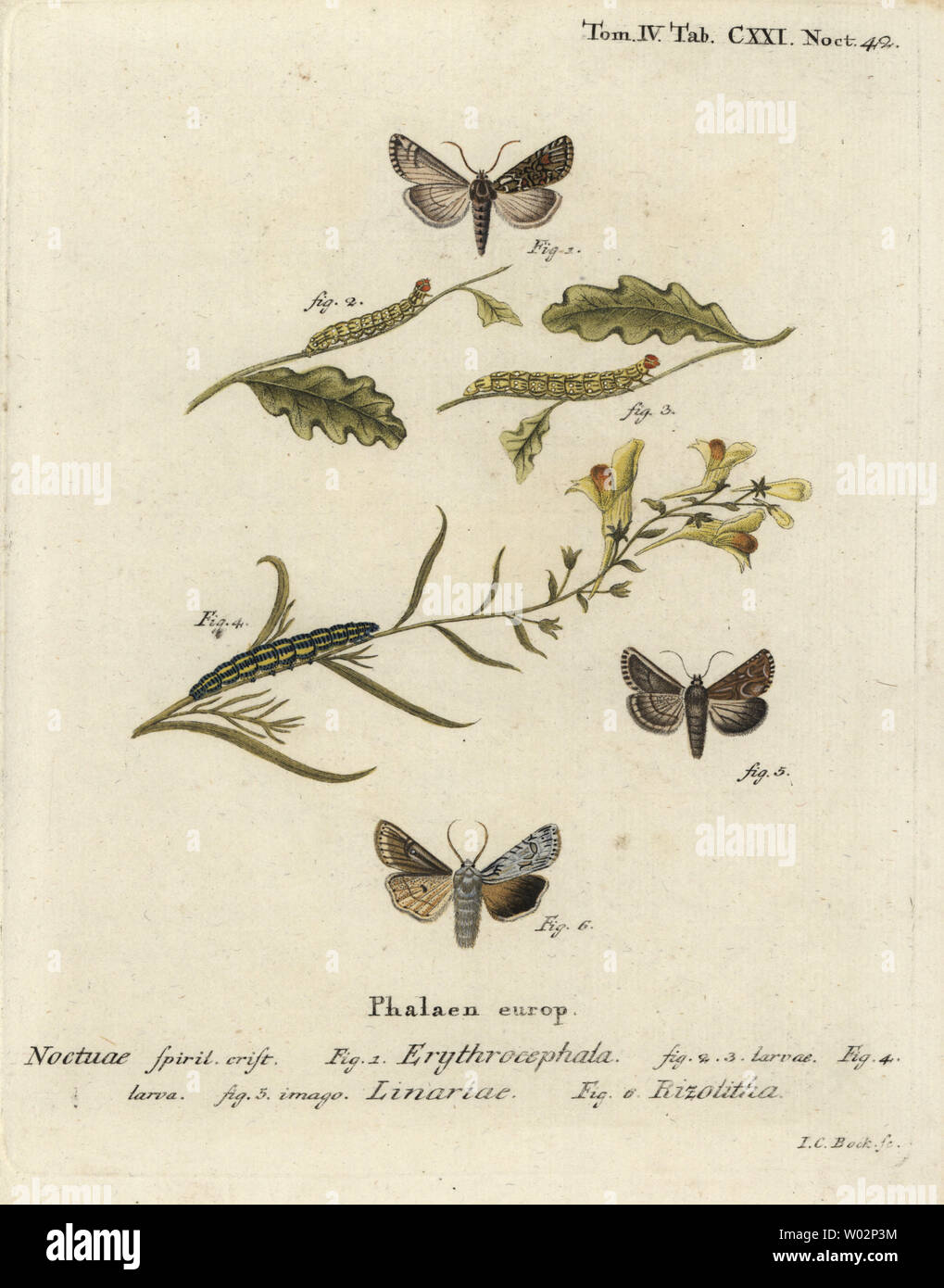 Red-headed chestnut, Conistra erythrocephala 1-4, toadflax brocade ...