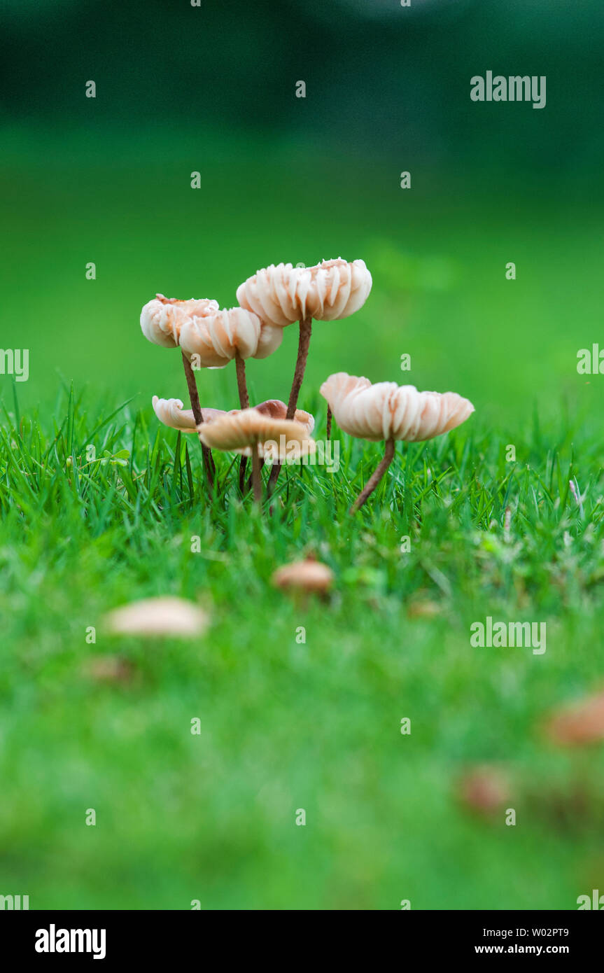 A set of microphotographs of mushrooms in the rain Stock Photo - Alamy