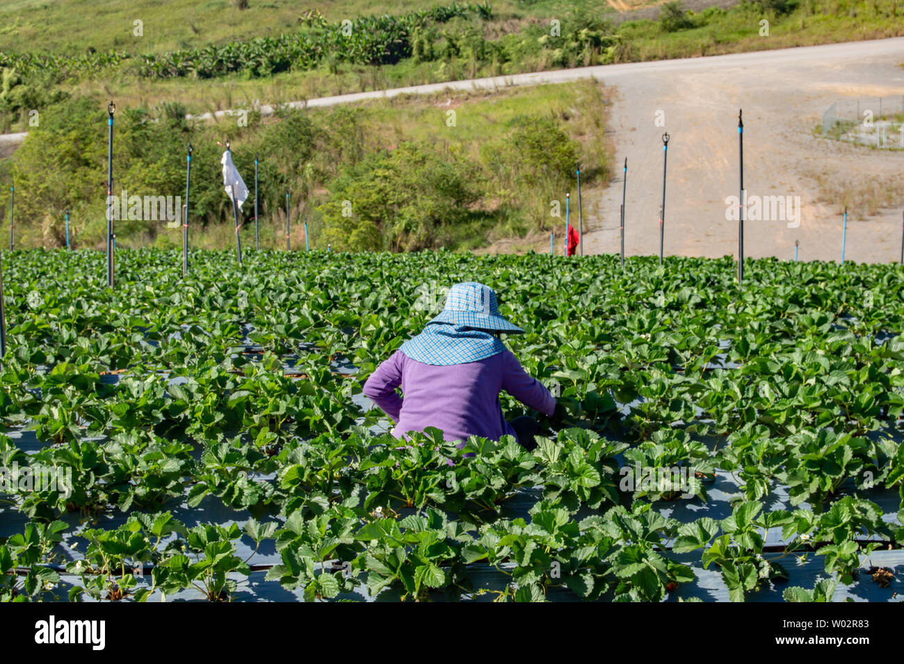 Strawberry picking field woman hi-res stock photography and images - Alamy