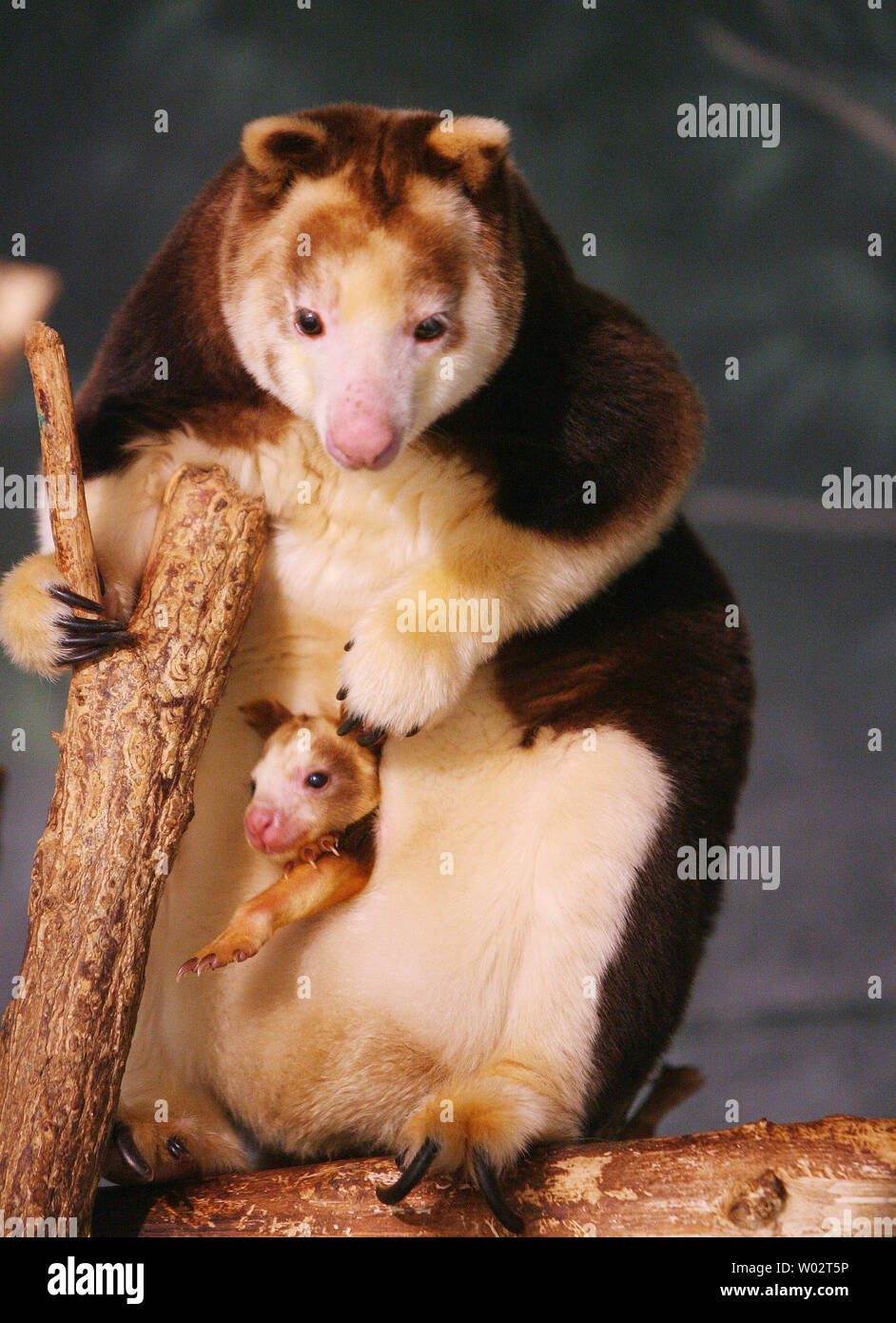Matschies Tree Kangaroo Joey