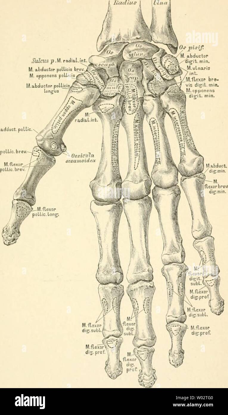 Anatomie der hand hi-res stock photography and images - Alamy