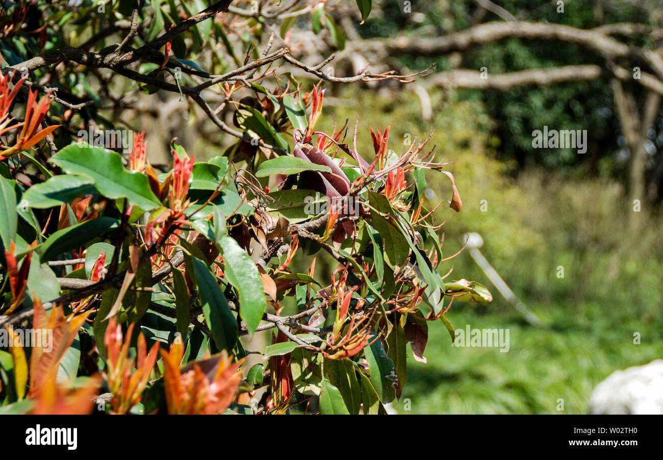New red leaves Stock Photo - Alamy