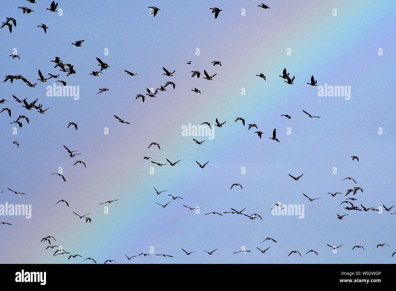 Geese fly past a rainbow in the Colusa National Wildlife Refuge near ...