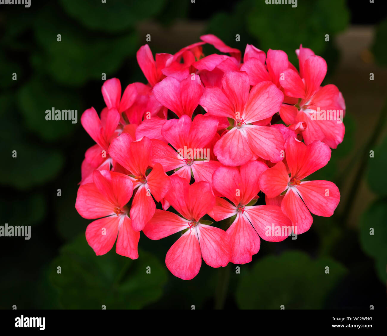 A Bunch of Geranium Pink color Flowers on dark green Background Stock ...