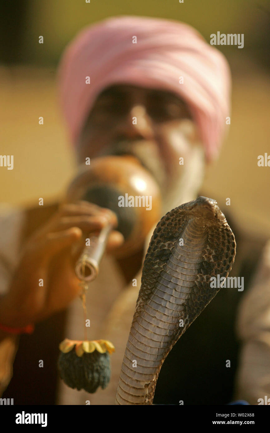An Indian snake charmer plays the Basuri to raise his Boa to make money ...