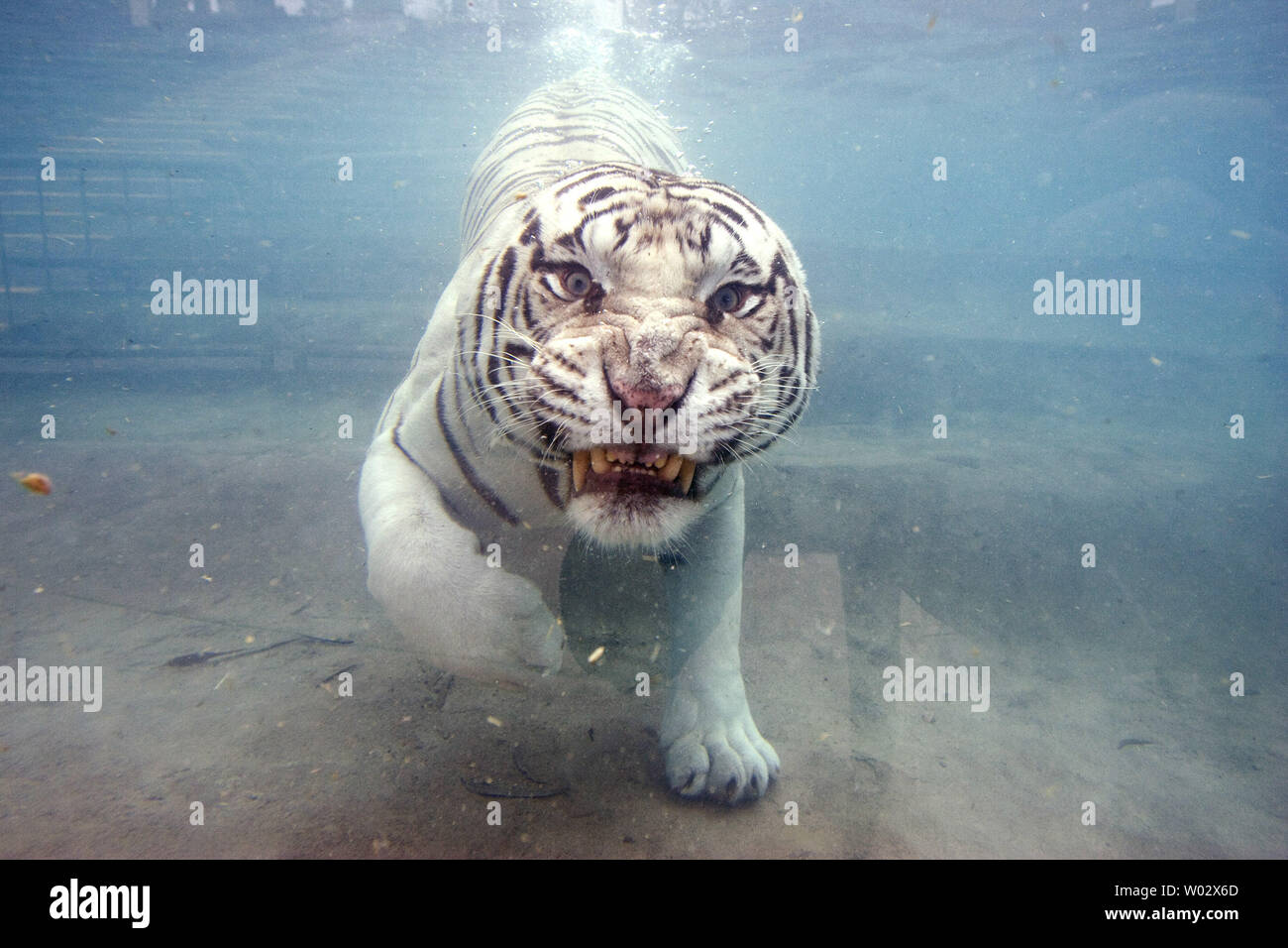 Odin, a white Bengal tiger, swims with his eyes wide open as he dives ...