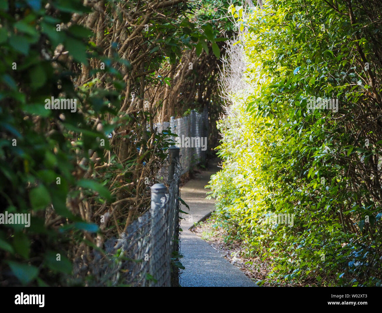 Pathway through headland, with plants forming a pretty natural arch ...