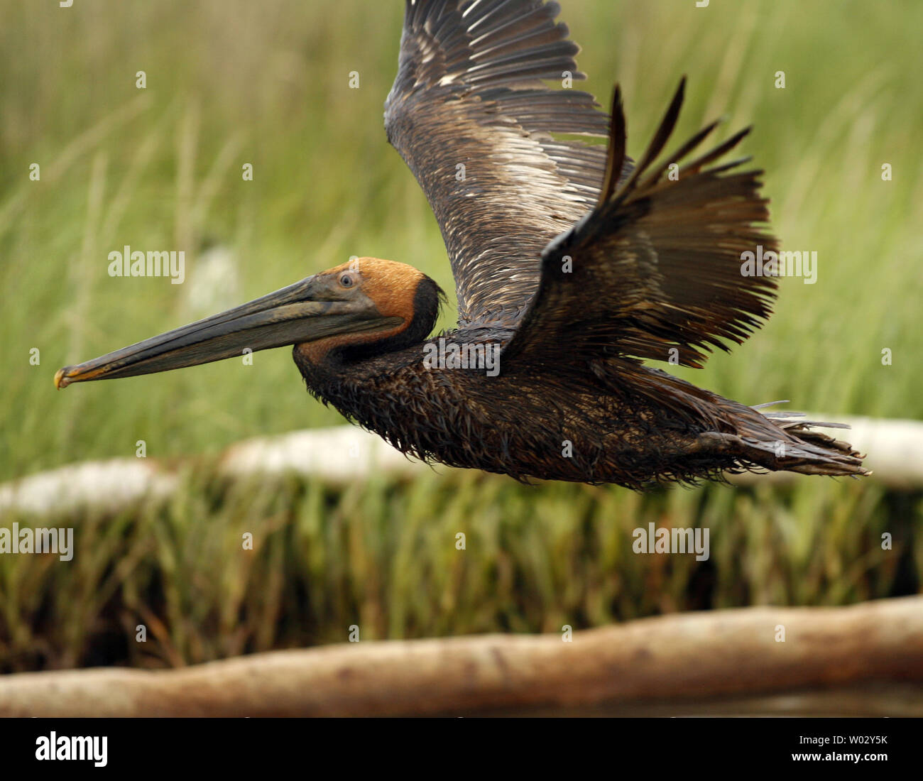 Gulf of mexico oil spill wildlife hi-res stock photography and images ...