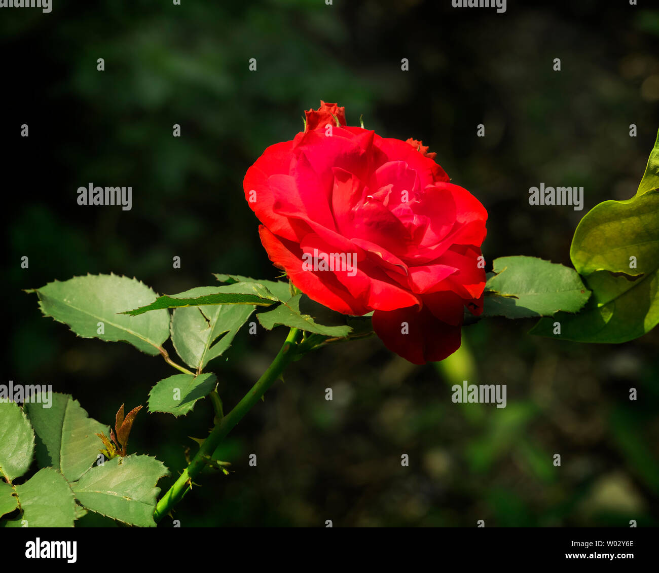 Beautiful Red Rose Single red rose flower and raw bud Stock Photo - Alamy