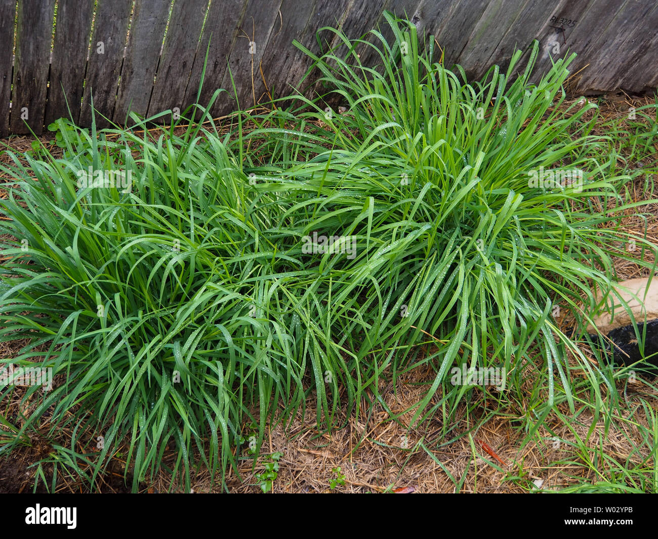 two clumps of long green grass in backyard Stock Photo - Alamy