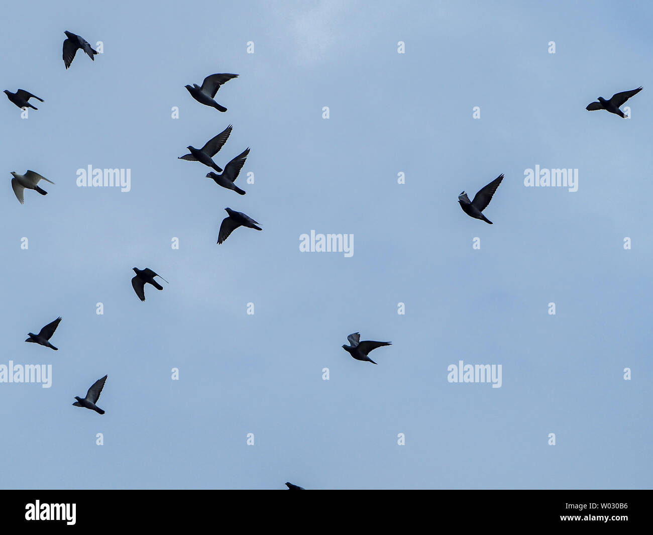 Flock of birds in flight Stock Photo - Alamy