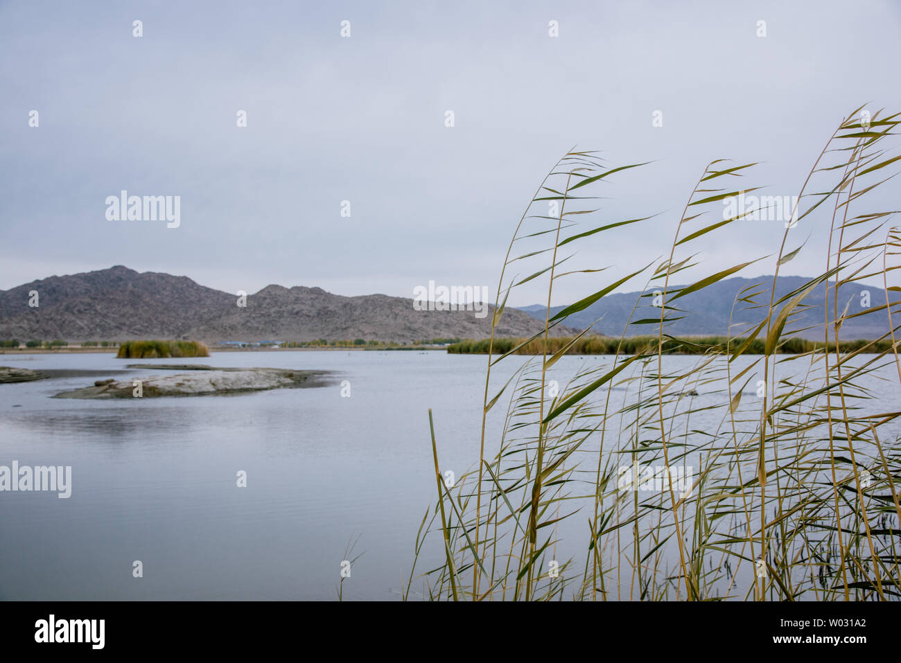 A reed floating in the wind Stock Photo - Alamy
