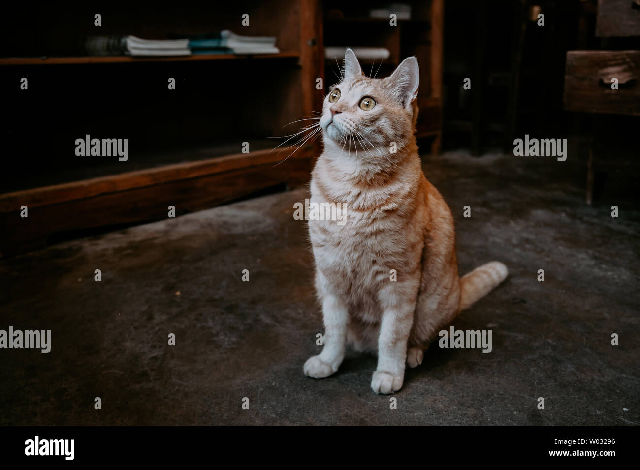 A snoozing cat Stock Photo - Alamy