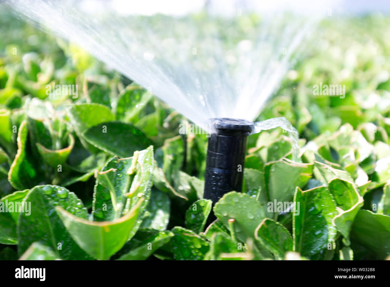 sprinkler spraying water for green plant Stock Photo - Alamy