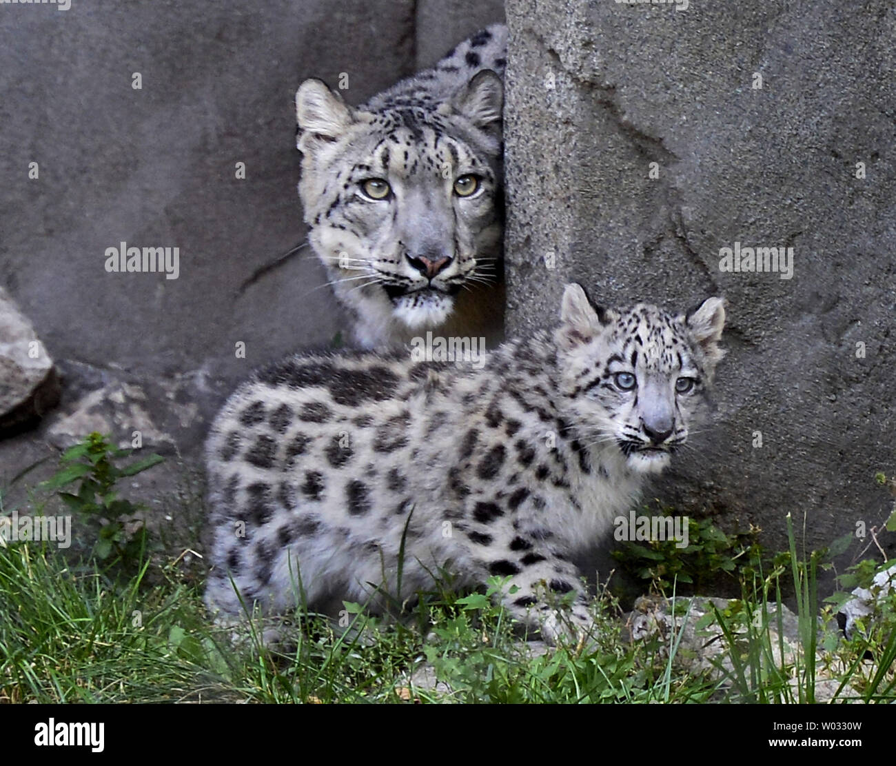Species survival plan hi-res stock photography and images - Alamy