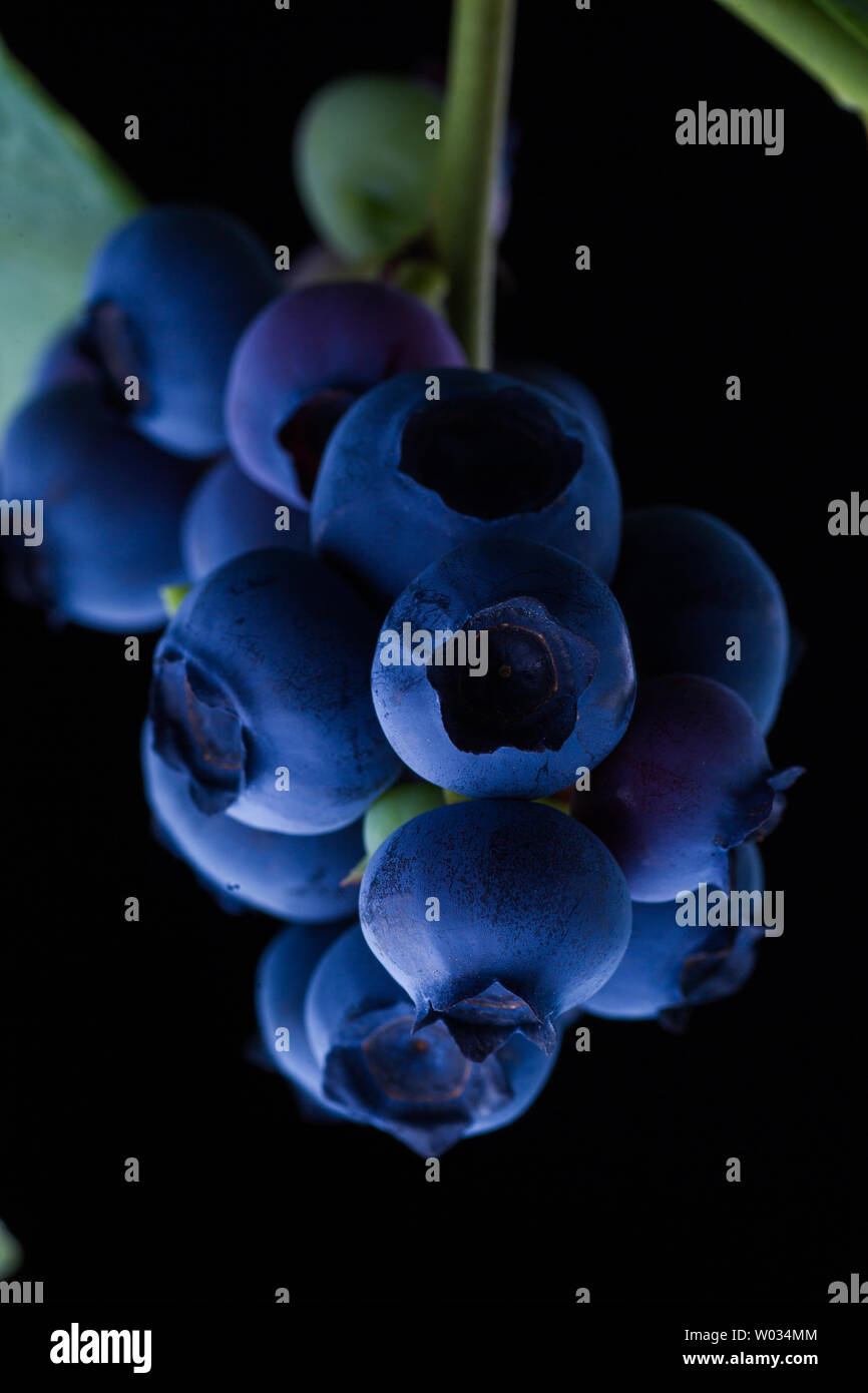 Planting blueberry plants hi-res stock photography and images - Alamy
