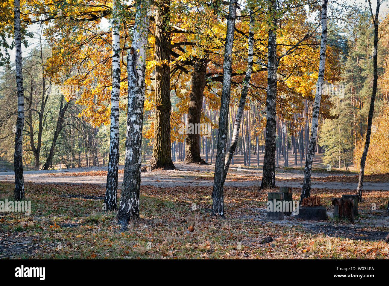 Autumn scene in a beautiful old park Stock Photo - Alamy