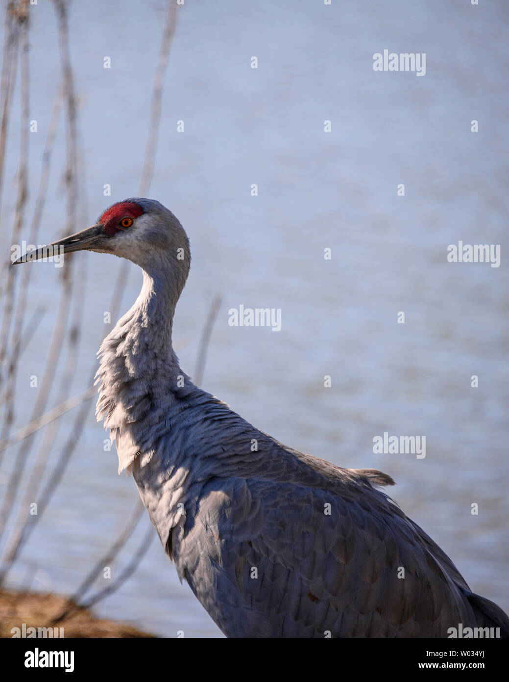 Beautiful sandhill crane walking around the lake. Grey and brown ...