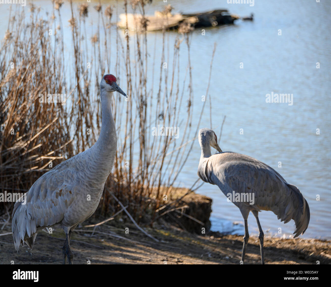 Beautiful sandhill crane walking around the lake. Grey and brown ...