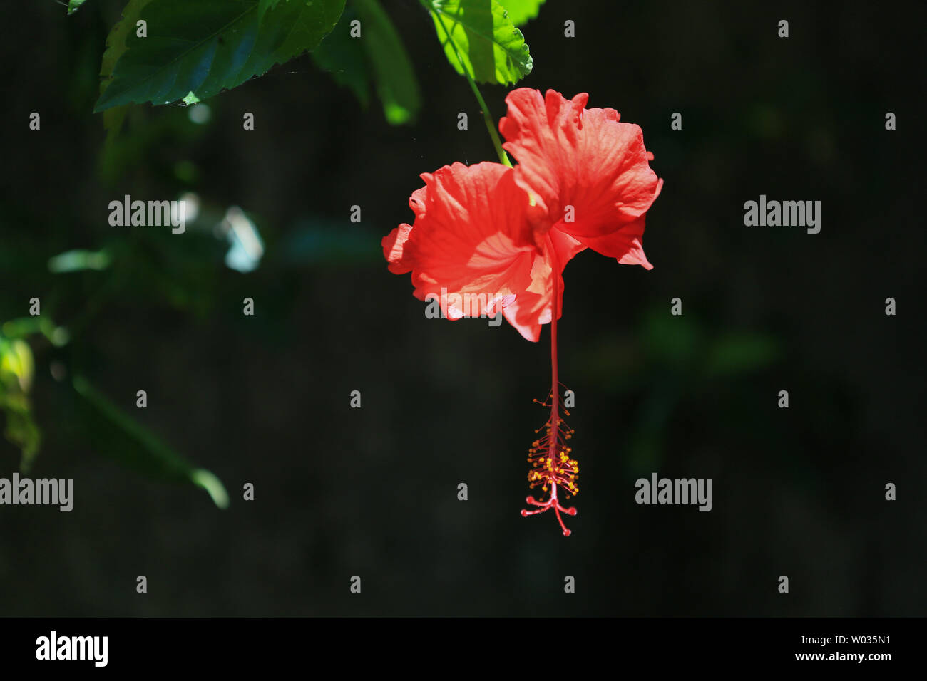 Flowers nature nature cherry trees no one tree branches plants hi-res ...