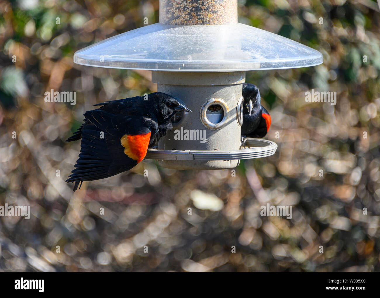 Beautiful male red winged black birds in Delta British Columbia, Canada ...