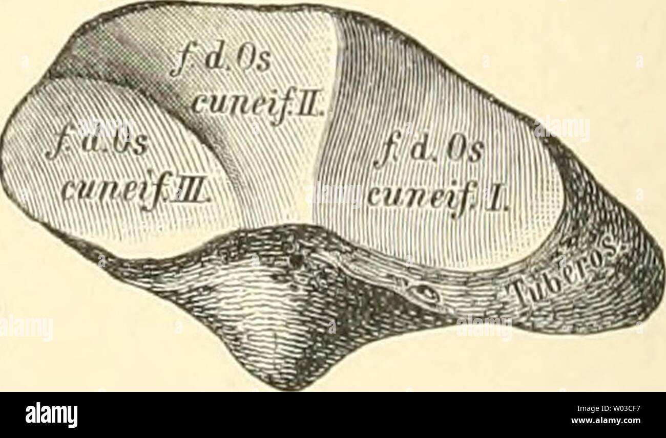 Calcanei hi-res stock photography and images - Alamy