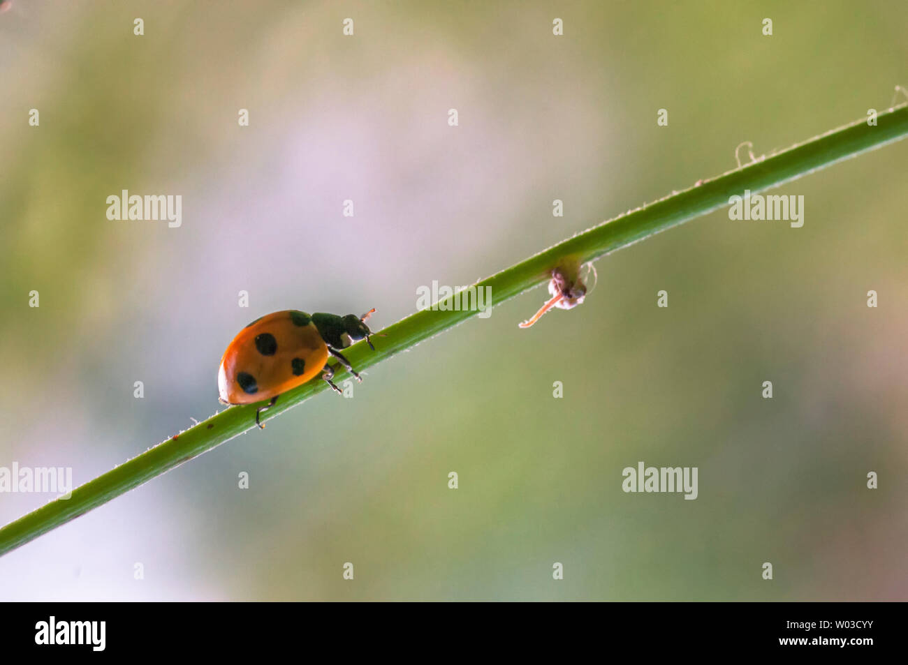 Nature ecological photography, microphotography, the world of insects ...