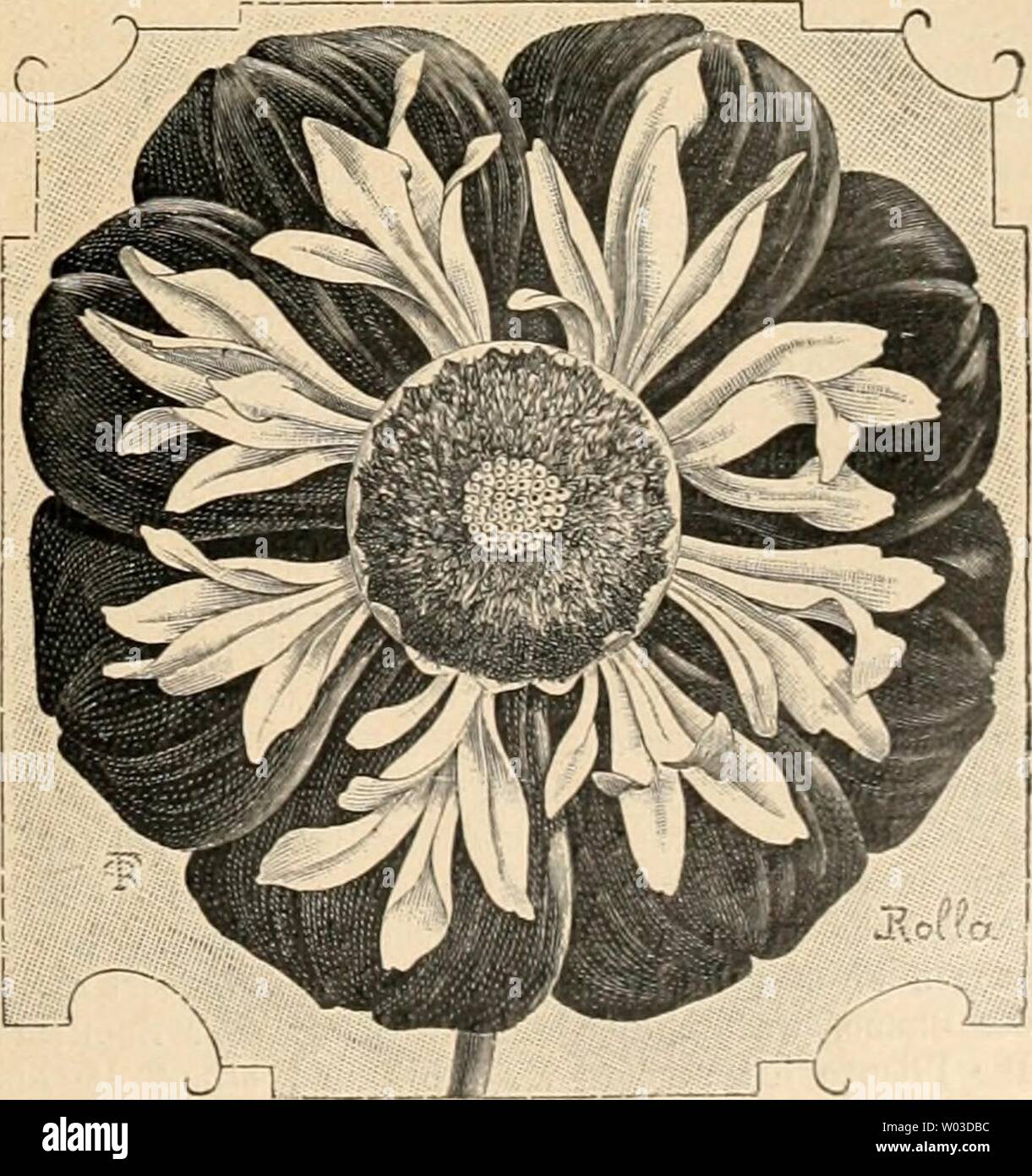 Archive image from page 188 of Die Gartenwelt (1897 Stock Photo - Alamy