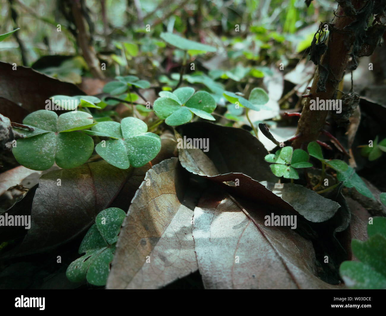 Four leaf grass hi-res stock photography and images - Alamy