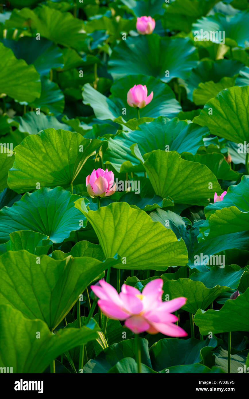 Four lotus flowers line in the lotus pool Stock Photo - Alamy