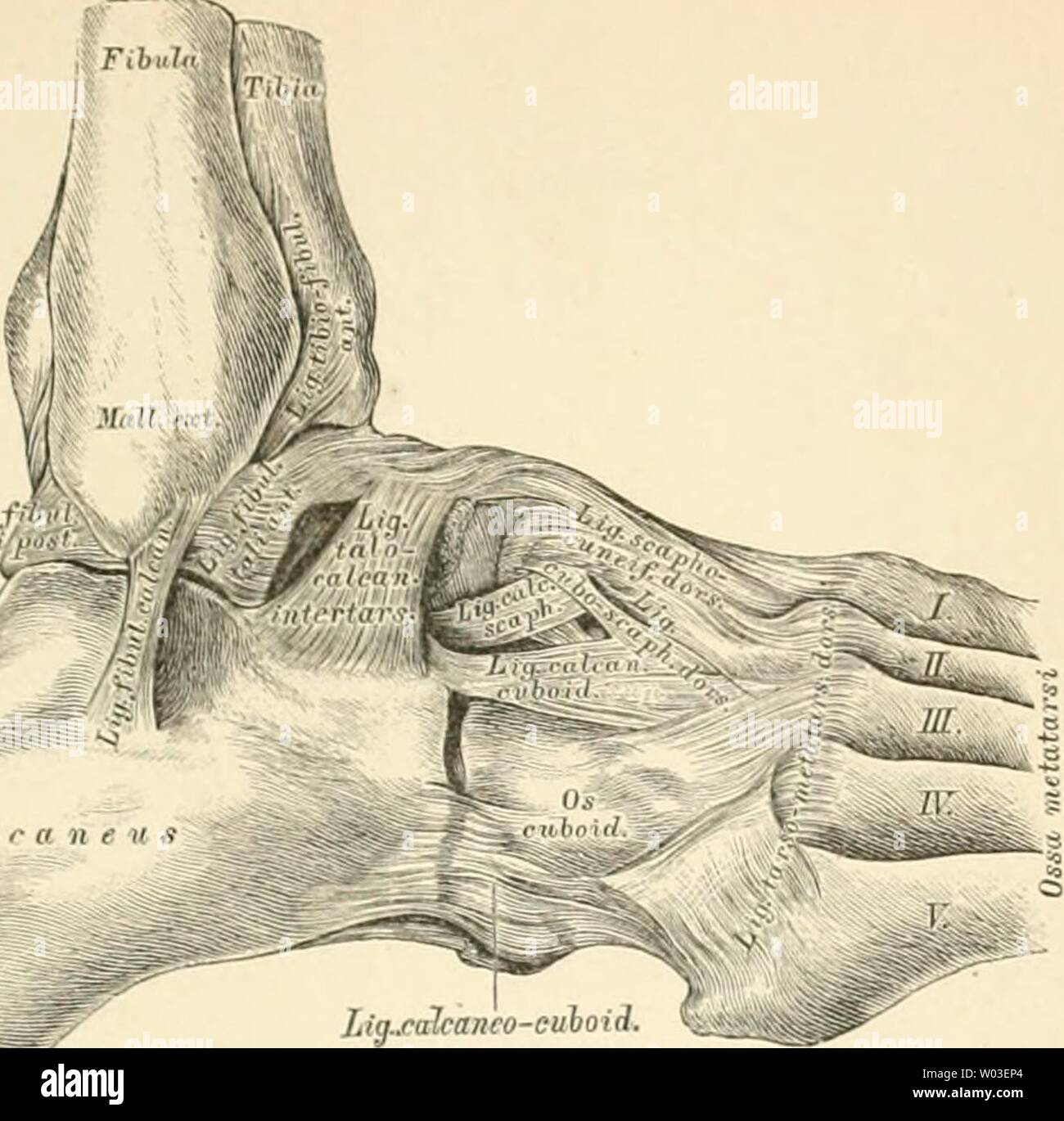 Anatomie fuß hi-res stock photography and images - Alamy