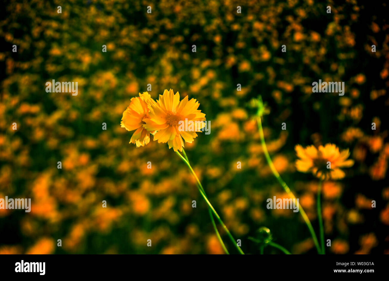 Chrysan hi-res stock photography and images - Alamy