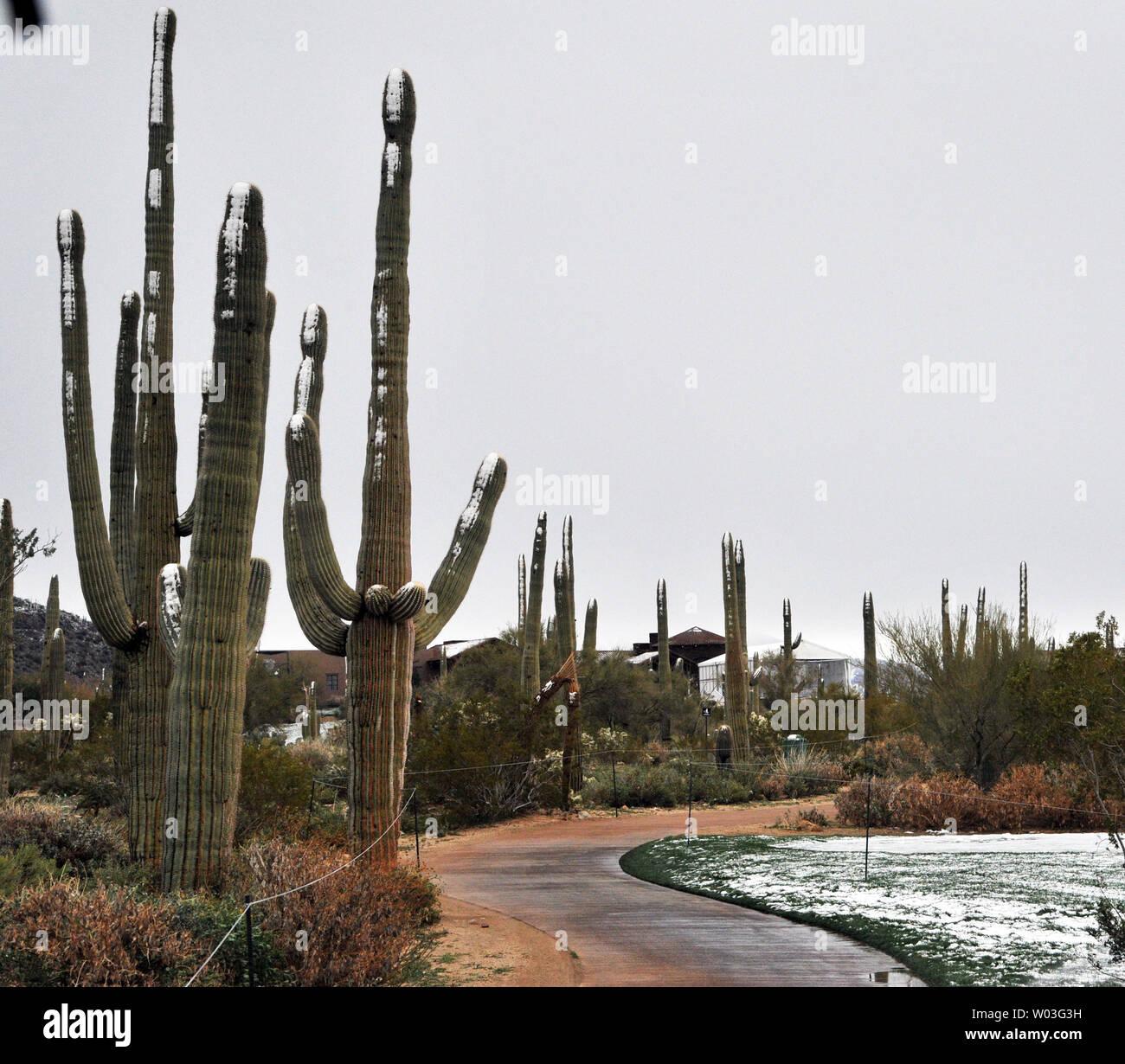 Snow that suspended play sticks to the arms of the saguaro cactus along ...