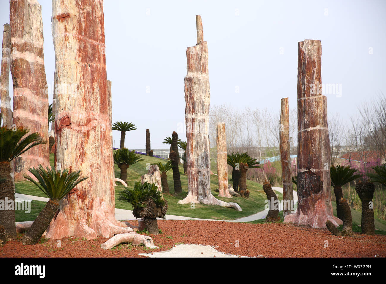 Stone forest ancient fossils silicized stone forest ancient wood ...