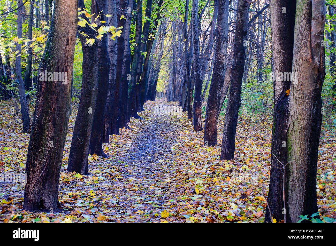 Fall alley in the park with colorful leaves on the ground Stock Photo ...