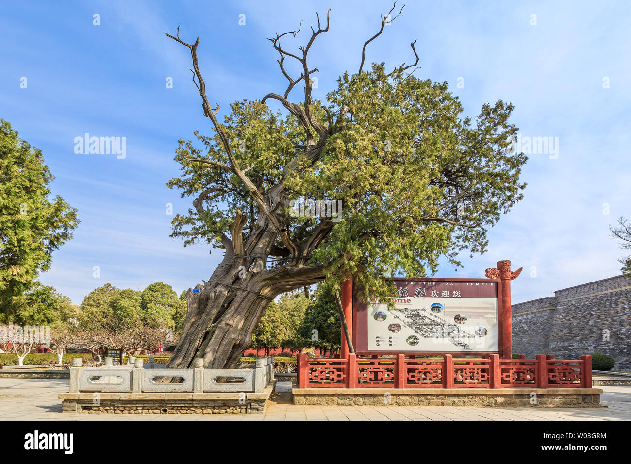 Ancient cypress trees in Tai'an Dai Temple, Shandong Province Stock ...