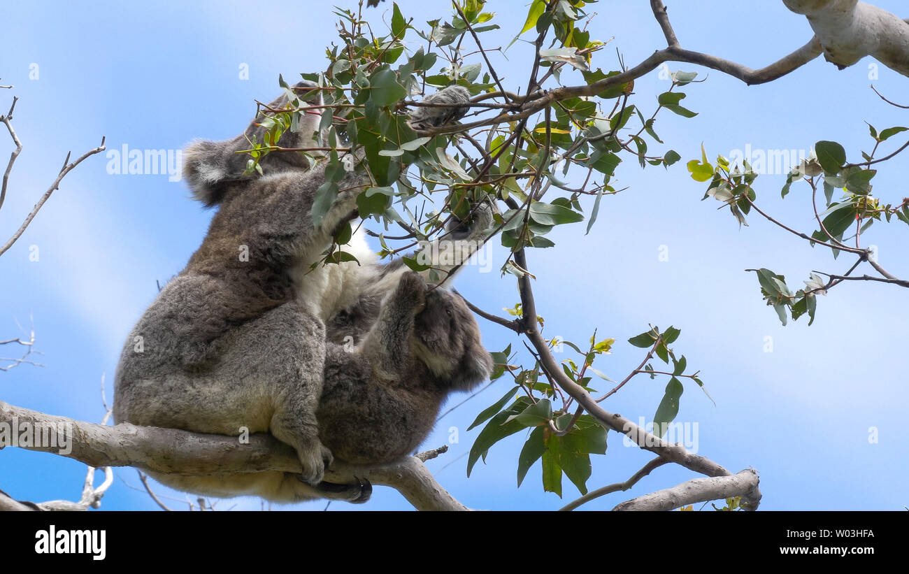 mother and baby koala eating leaves at cape otway Stock Photo - Alamy