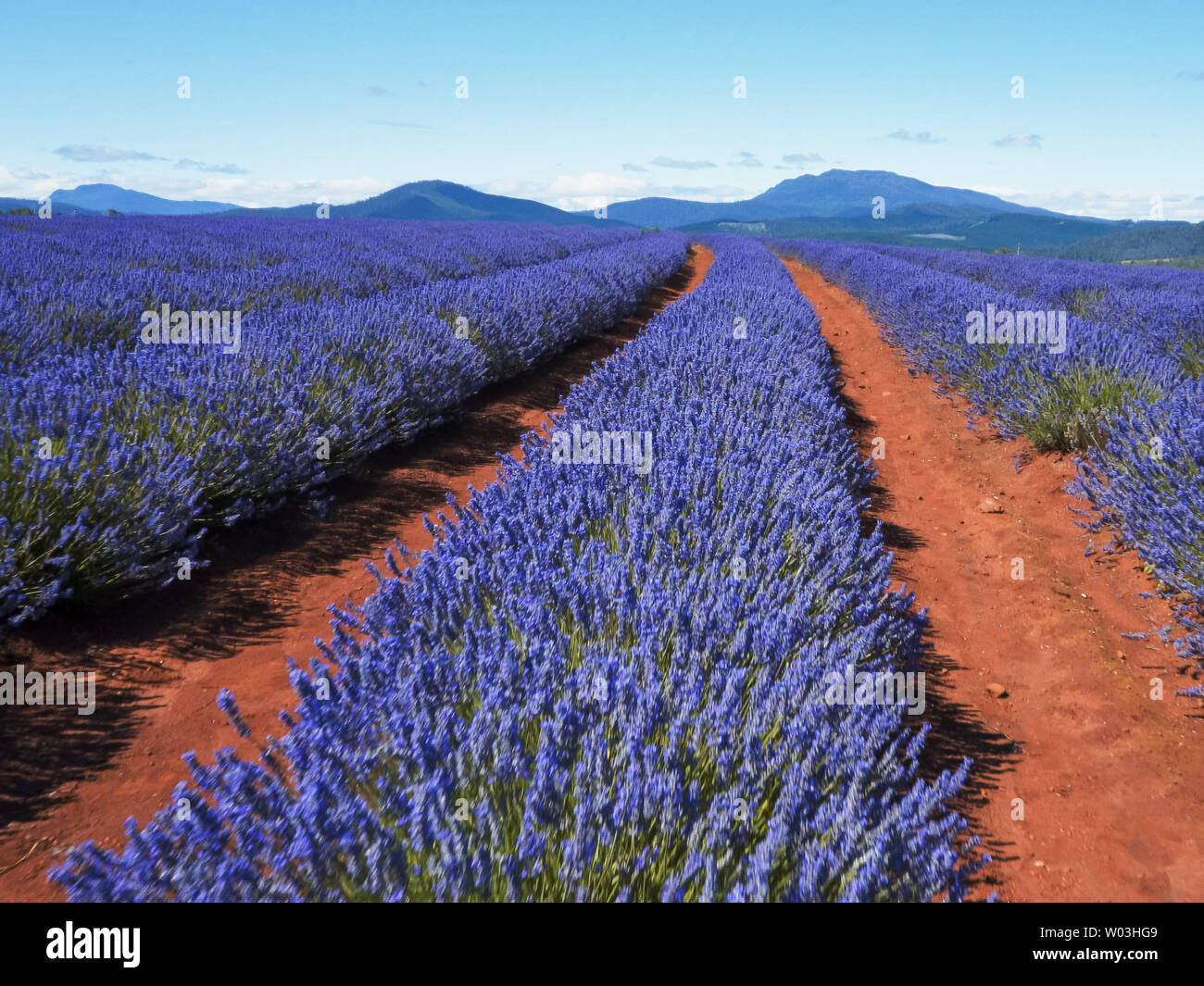 Gimbal tree hi-res stock photography and images - Alamy