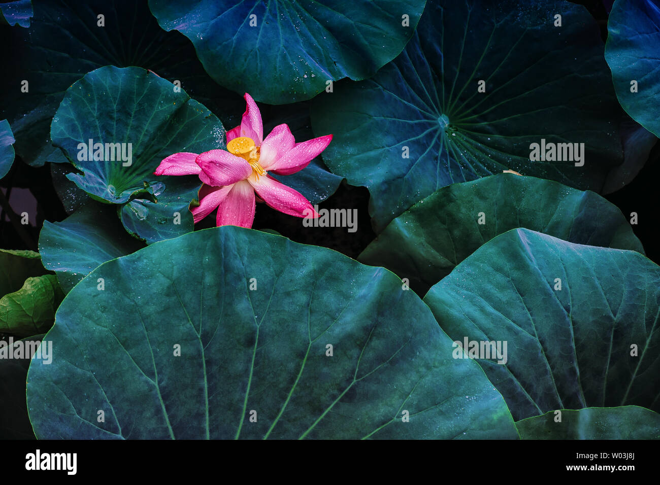 Foreign flower photography hi-res stock photography and images - Alamy