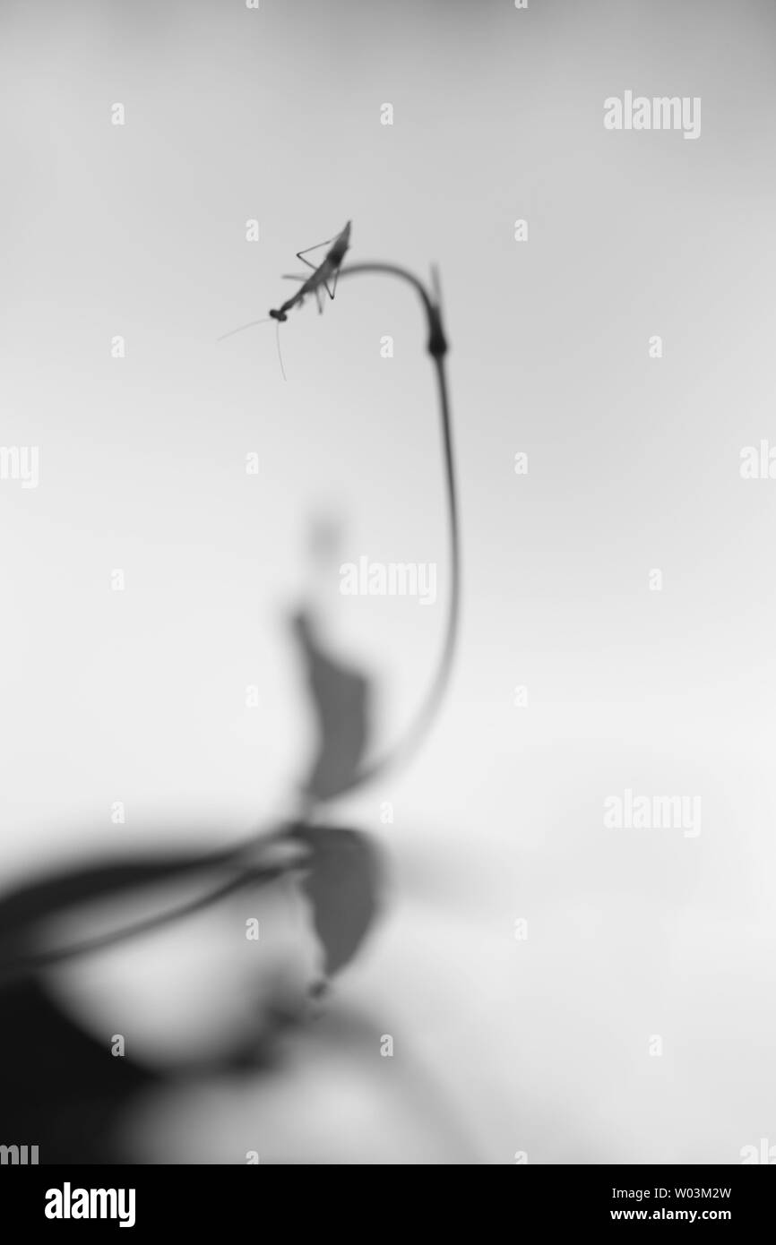 Insects black and white Stock Photo - Alamy