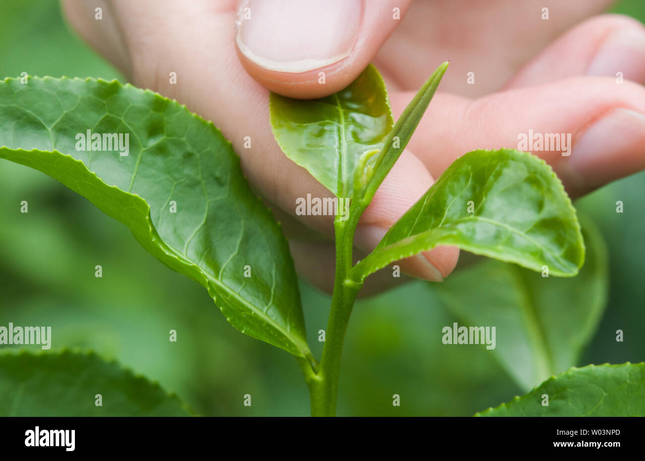 Origin tea hi-res stock photography and images - Alamy