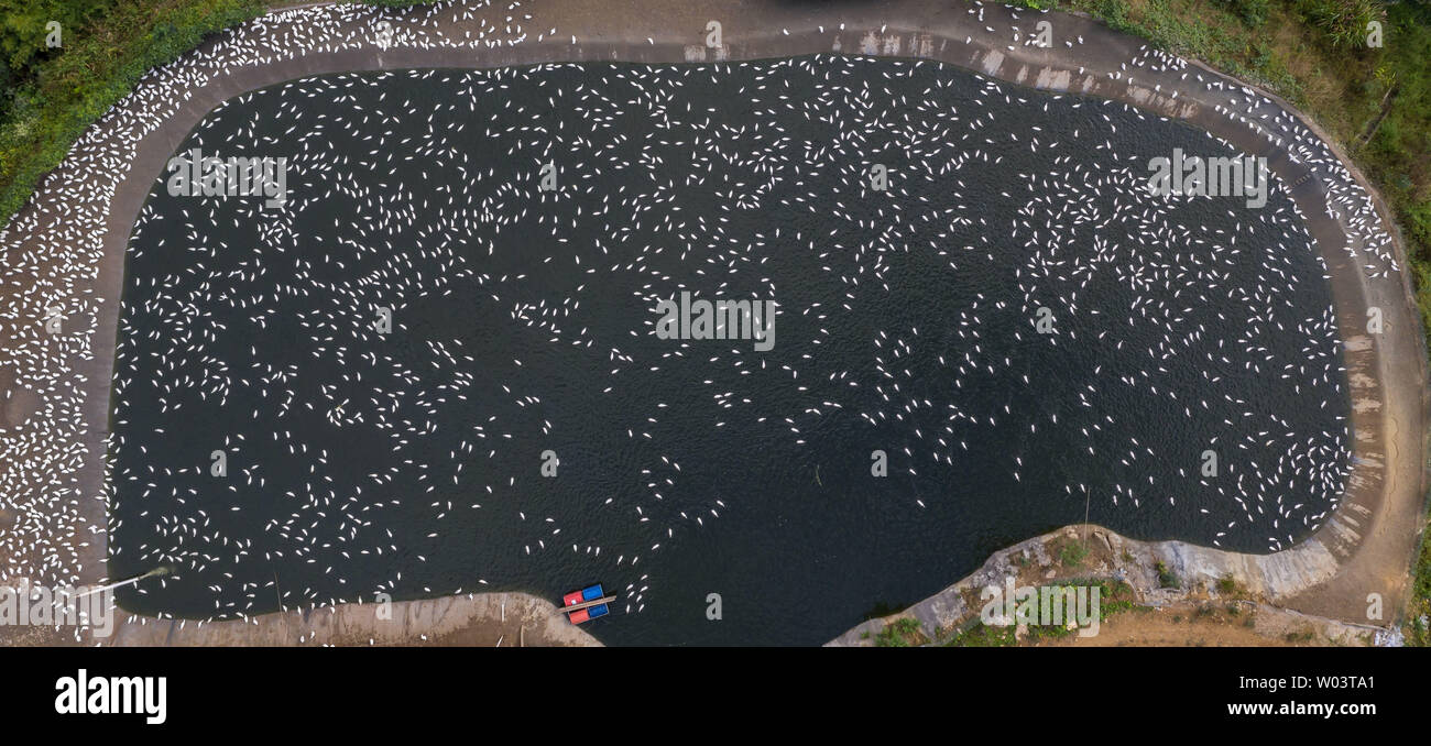 Bai Zi duck aquaculture in Liancheng County, Longyan City, Fujian ...