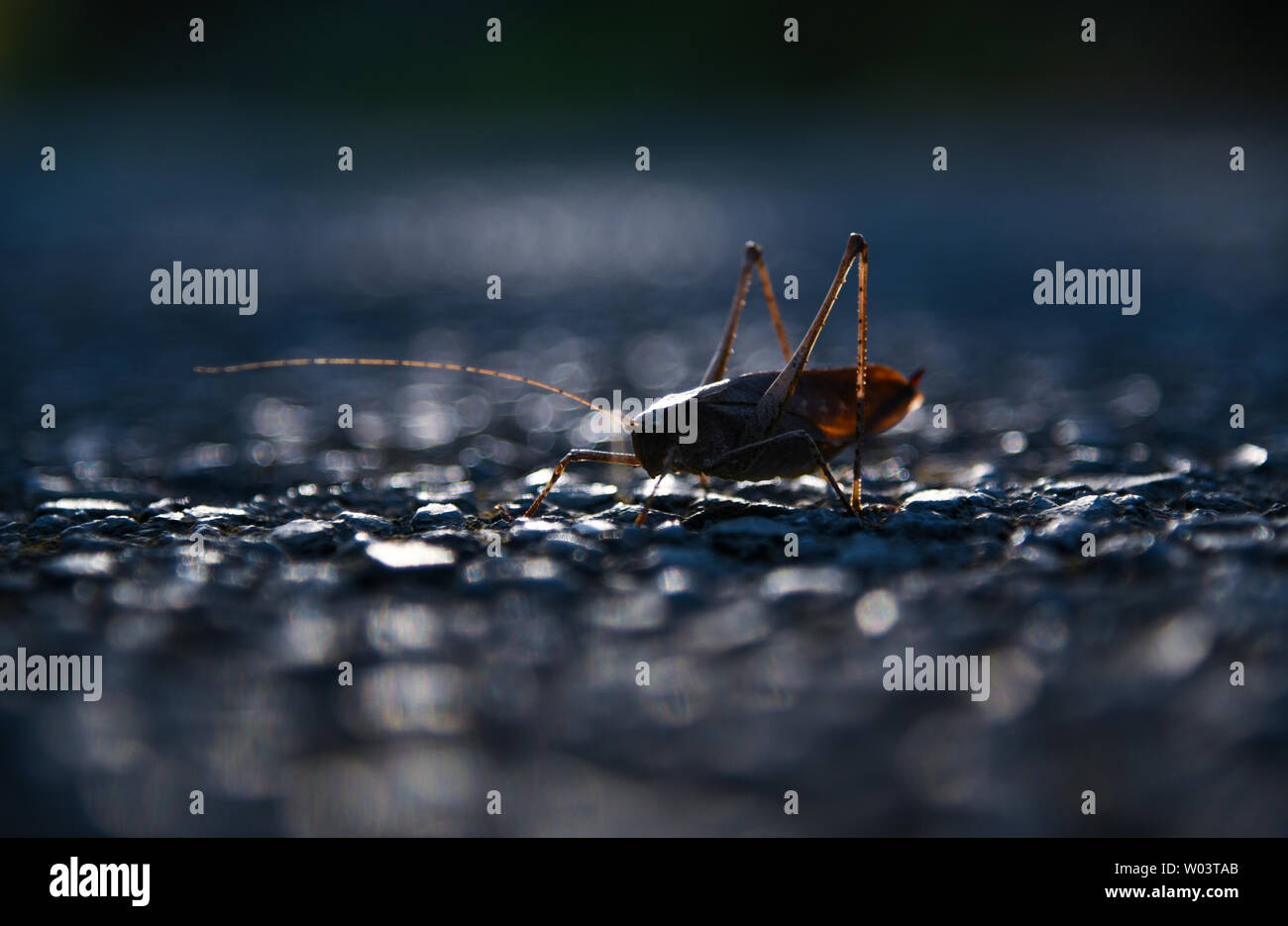 Wet bees hi-res stock photography and images - Alamy