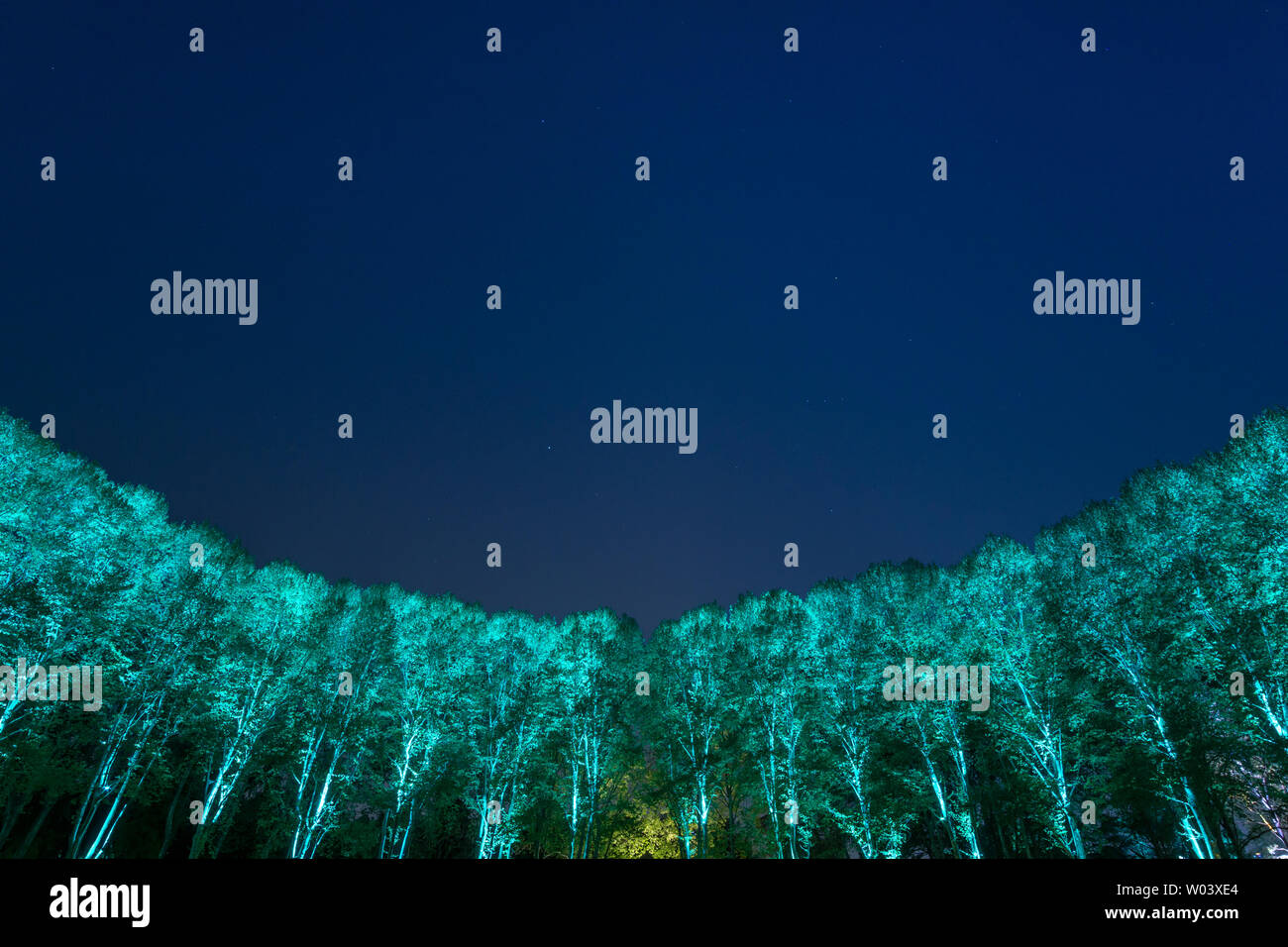 The woods, the sky, the night view Stock Photo - Alamy
